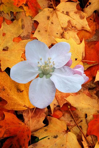 STAMPA FOTOGRAFICA FLOWER 30X40