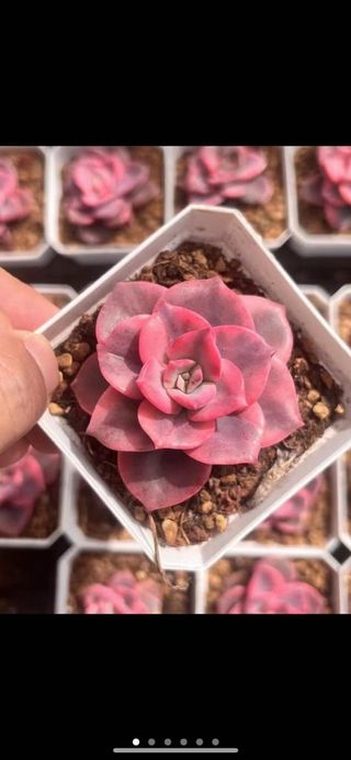 Graptoveria Harry Watson variegata 