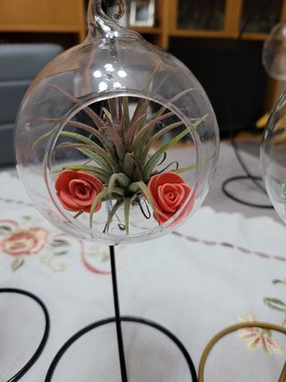 ampolla con tsillandia