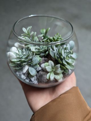 piantina in vaso tondo 