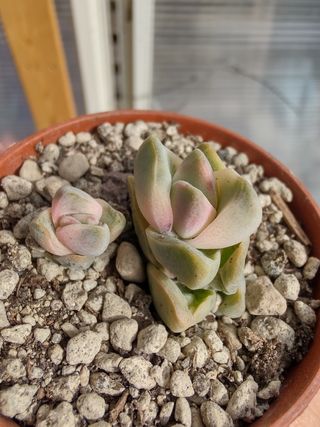 Crassula moomglow variegata korea 