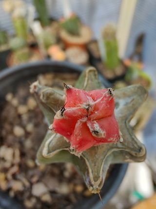 Astrophytum kikko koh-yo thay