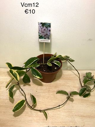 Hoya Queen