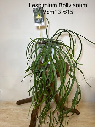 Lespimium Bolivianum