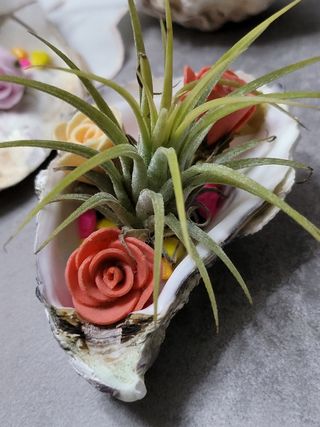 TILLANDSIA