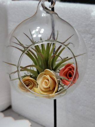 TILLANDSIA