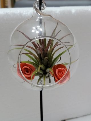 TILLANDSIA