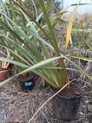 phormium