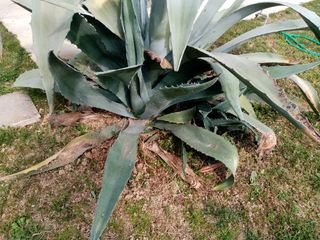 piante grasse