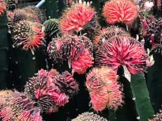 mix di semi di Gymnocalycium variegato