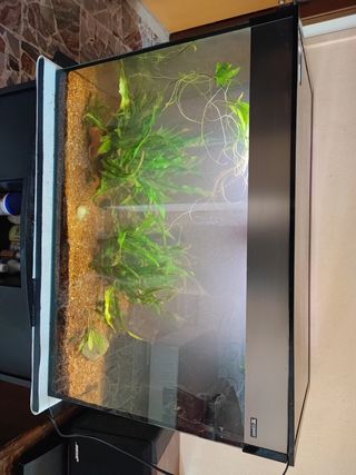 Acquario