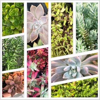 Talee di succulente, sedum, graptoveria, crassula