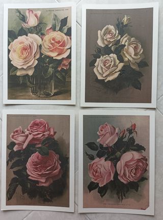 Serie 4 stampe raffiguranti Rose 24x34 cm