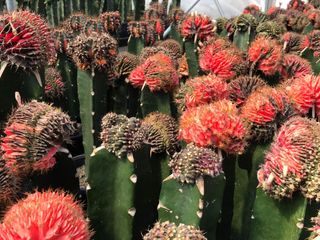 Gymnocalycium mihanovichii variegata - semi