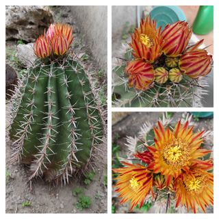 50 semi di Ferocactus Herrerae