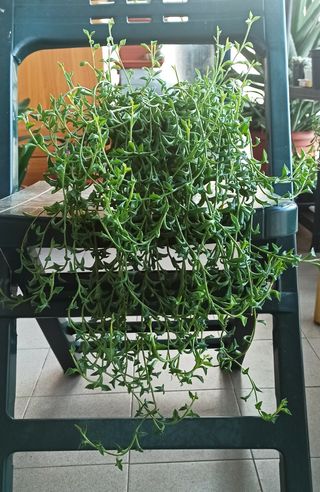 Senecio peregrinus, vaso 12