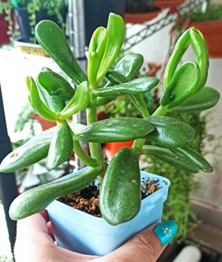 crassula ovata hobbit