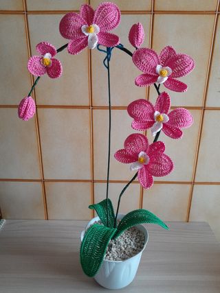 orchidea
