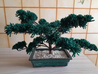 bonsai