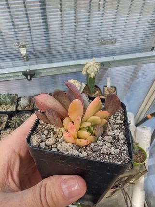 Sedeveria Pink Ruby variegata 