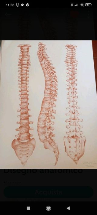 disegno anatomico ,da incorniciare 50 x70