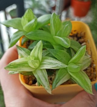 haworthia cymbyformis vaeiegata