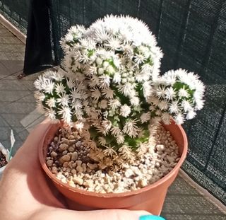 mammillaria gracilis