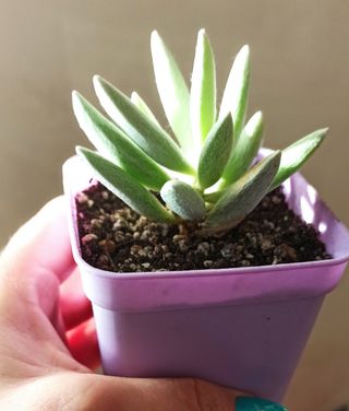 senecio haworthii mont blanc