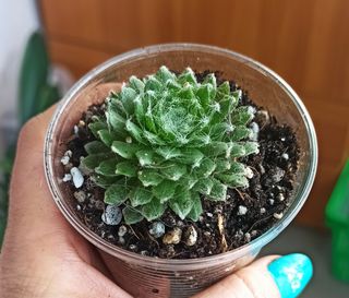 sempervivum aracnoideum