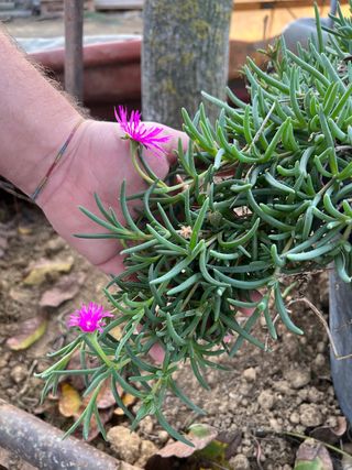 Vasi di delosperma