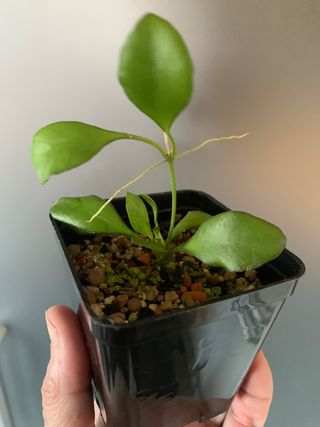 Hoya Heuschkeliana pink