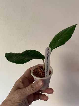 Hoya Pubicorolla ssp Anthracina Black Dragon