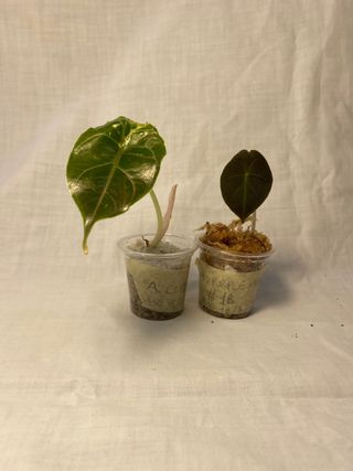 Alocasia kit baby x2 alocasia rara