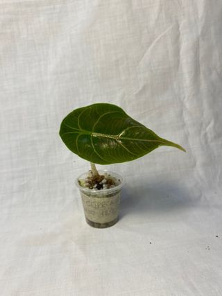 Alocasia Cuprea Baby #2