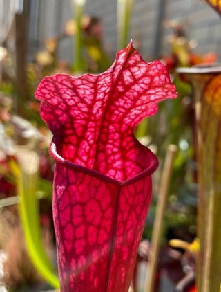 Sarracenia "Dana's Delight" pianta carnivora