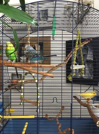 Gabbia grande per uccelli