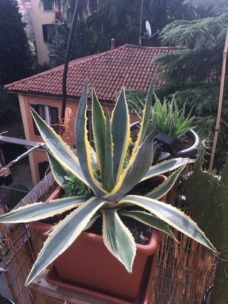 Agave americana 