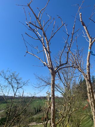 Melograno