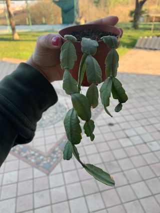 Pianta grassa