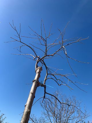Sophora pendula