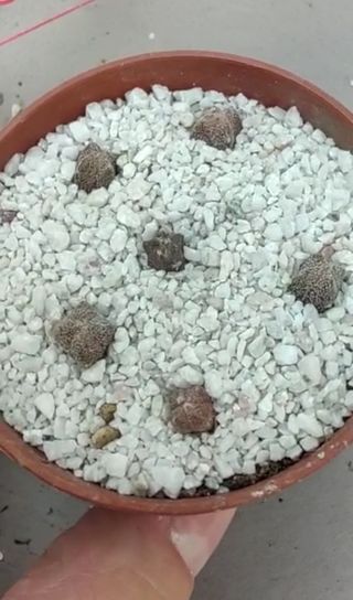 Astrophytum myriostigma genetica thay