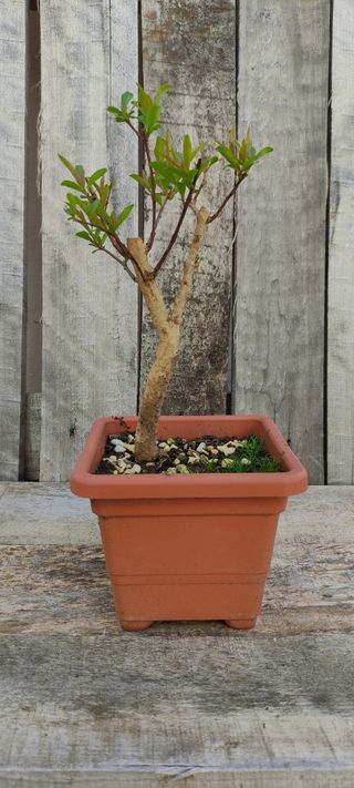 pre bonsai di melograno 