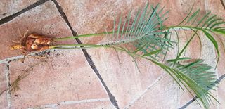 piccola cicas costo 1.50 l.uno