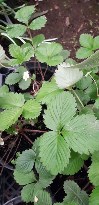 fragole di bosco in fiore