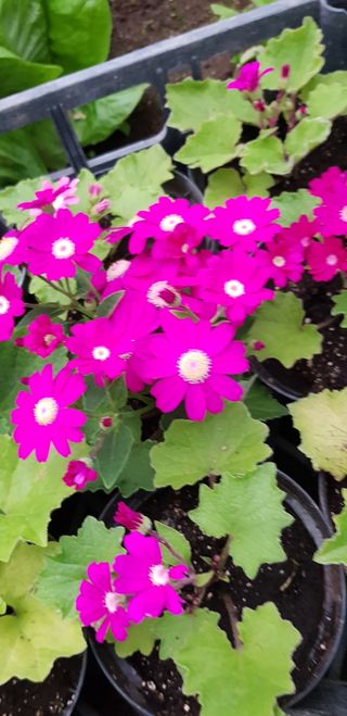 piantine fiorite 1.00  l uno