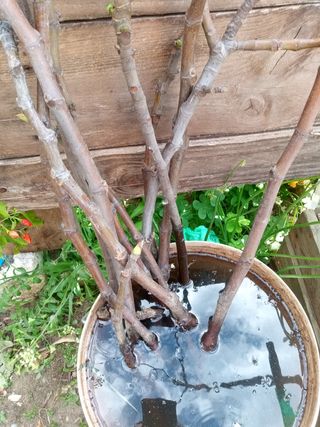 talea di fico ottato bianco calabrese