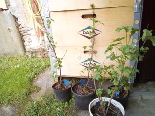 Piante di ribes