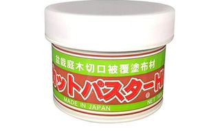 Mastice latifofoglie top di gamma