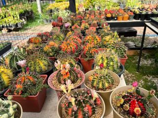 100 semi di Gymnocalycium mihanovichii variegato 