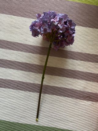 Fiore Sia decorativo lilla